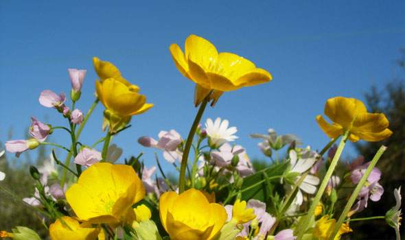A month in the life of a BRITISH MEADOW | lady.co.uk