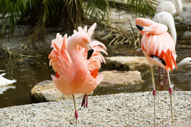 The scariest animal? Definitely the parrot!’ | lady.co.uk