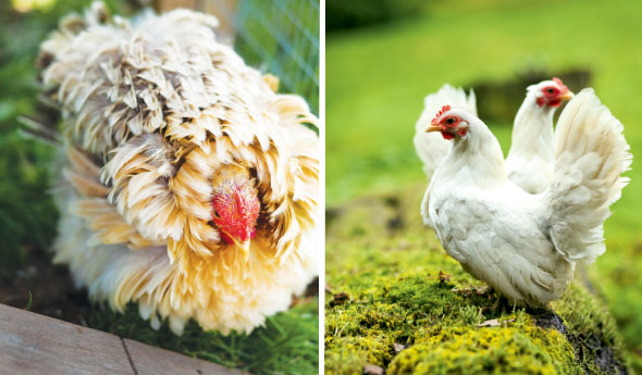 How I became Mother Hen | lady.co.uk