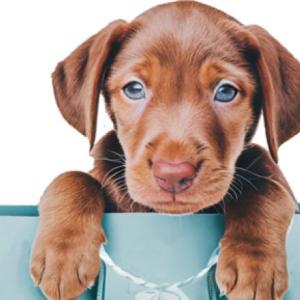 Pet-nups. What are they? | lady.co.uk