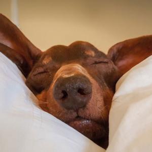 Snuggle down under a Southdown Duvet | lady.co.uk