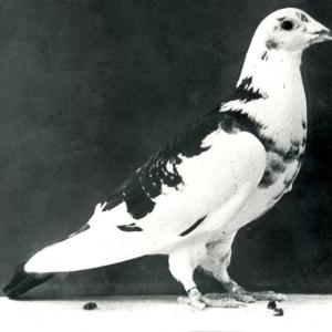 THE PIGEON HERO OF D-DAY | lady.co.uk