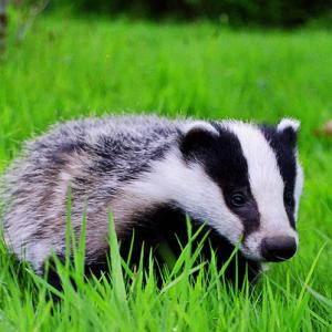 My British badger safari | lady.co.uk