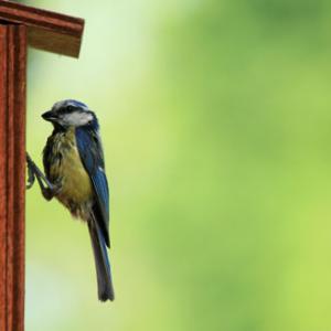 10 of the best… BIRD BOXES | lady.co.uk
