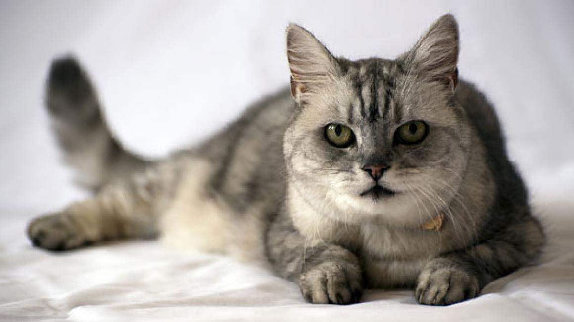 My life with the world’s loudest cat | lady.co.uk