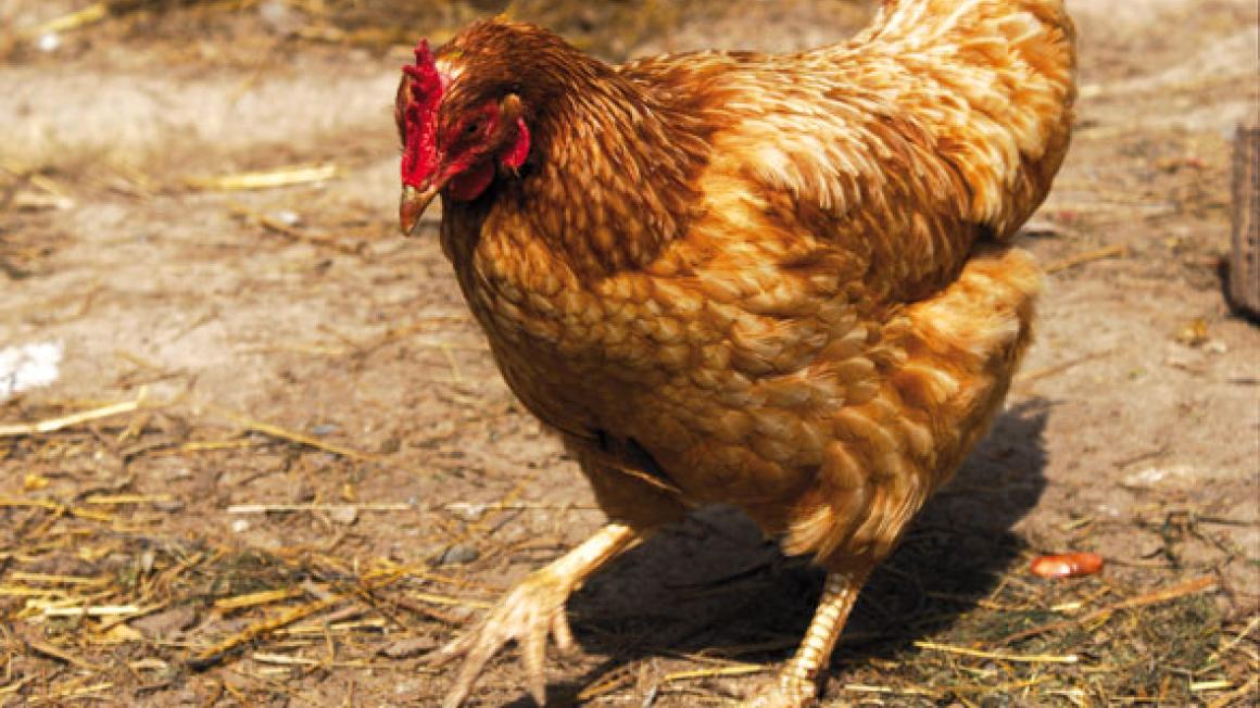 A day in the life of a hen | lady.co.uk
